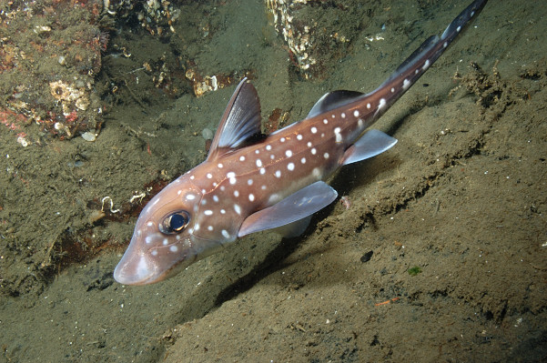 Spotted Ratfish Pictures